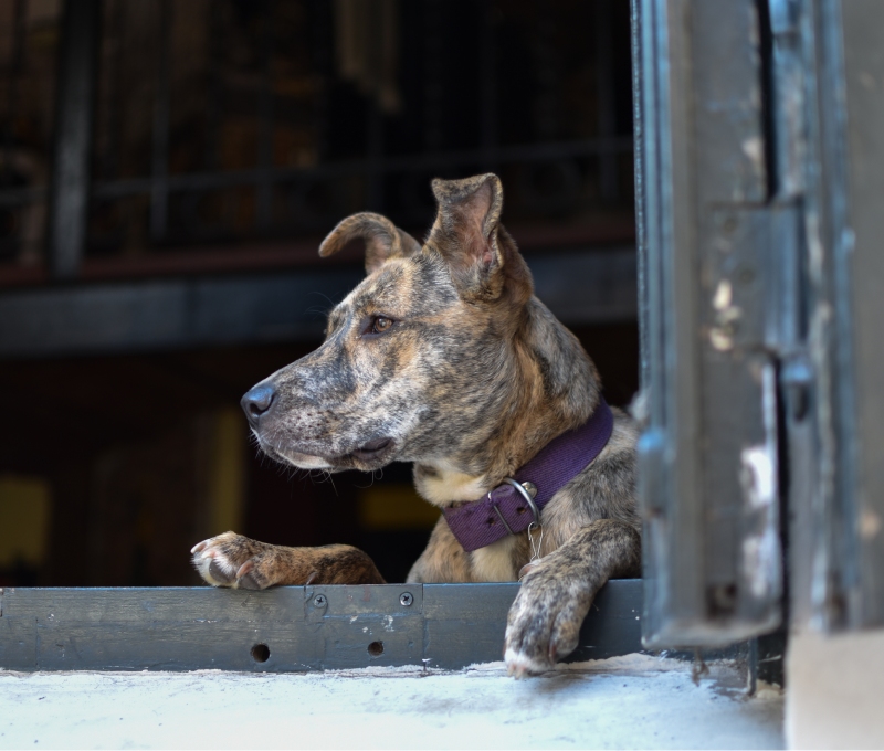 Actinic (Solar) Dermatitis | North Avenue Animal Hospital